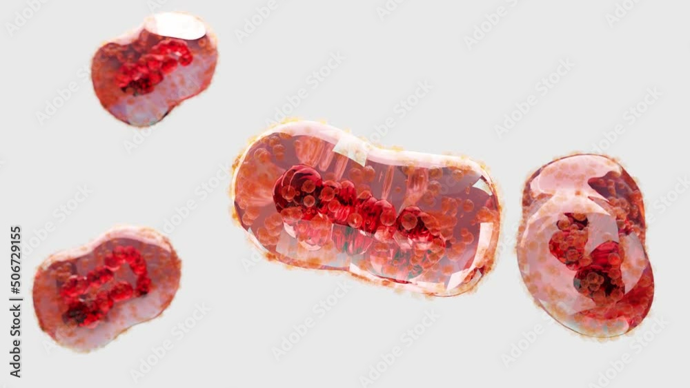 Monkeypox infection pandemic. monkeypox cell, symptoms or precautions ...