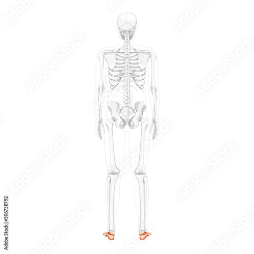 Naklejka Foot ankle Bones Skeleton Human back Posterior dorsal view ...