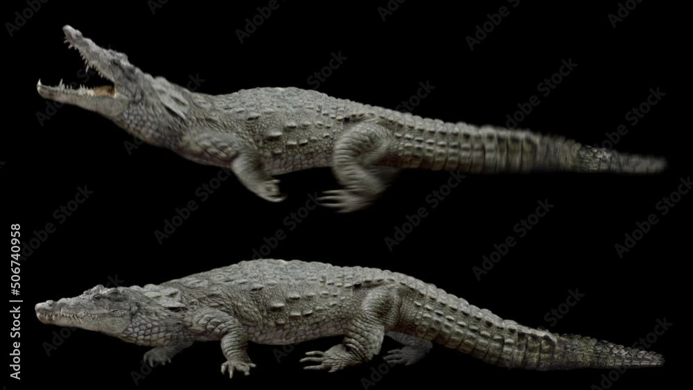 Set of crocodile realistic animation. Isolated animal video including ...