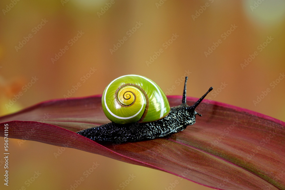Cuban snail (Polymita picta) world most beautiful land snails from Cuba ...