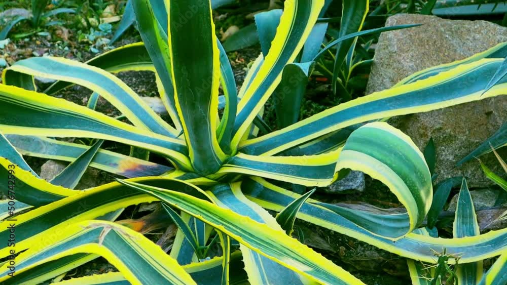 Agave americana long green yellow striped leaves. The drought-tolerant ...