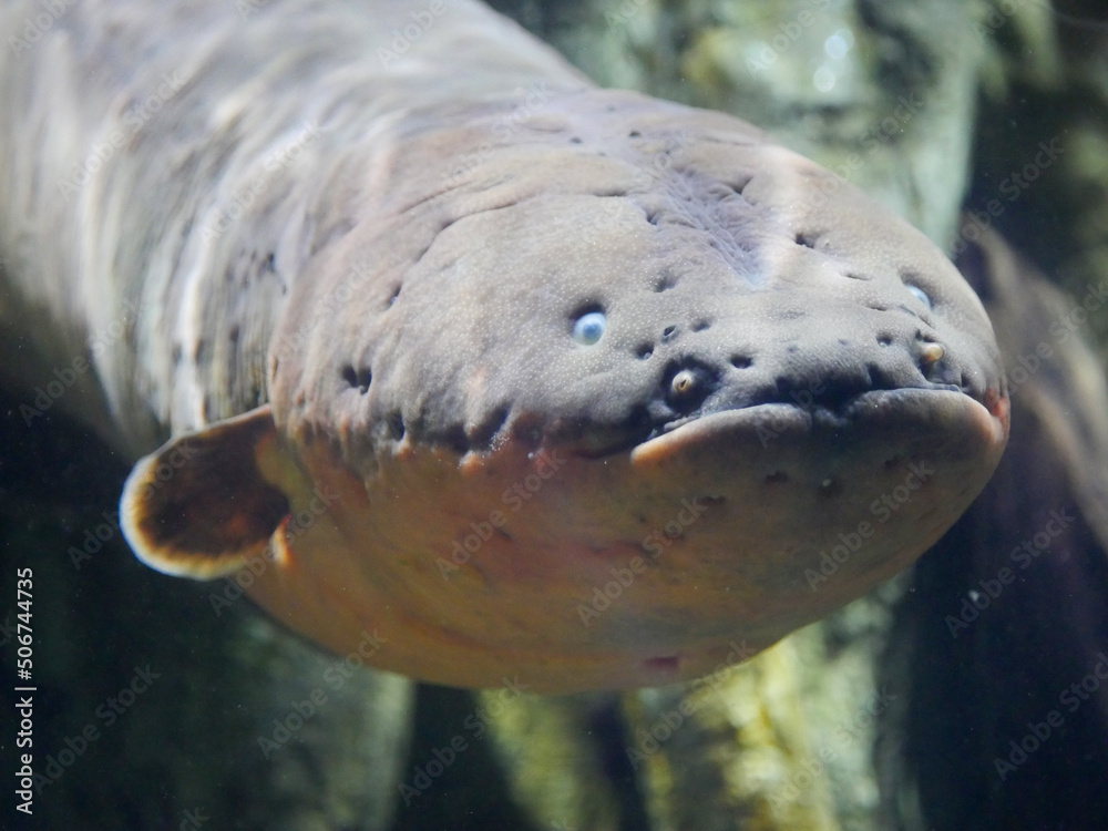 Electric eel also known as Electrophorus electricus fish in Fish ...