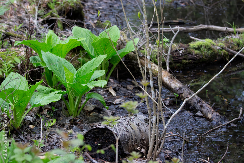 Skunk cabbage (Symplocarpus foetidus) is one of the first native plants ...