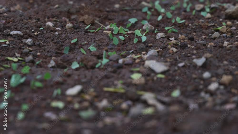 Incredible wildlife 4k macro footage of Leafcutter ants carrying down ...