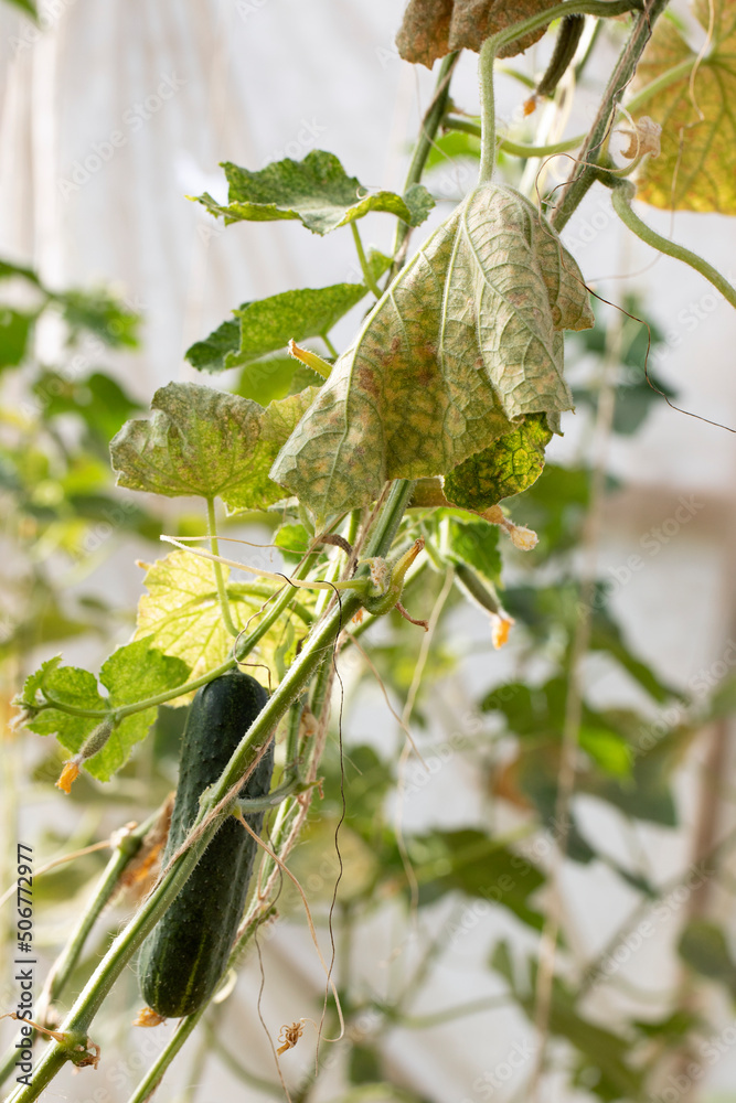 Red spider mite infestation on cucumber plants. Leaves corrupted spider ...