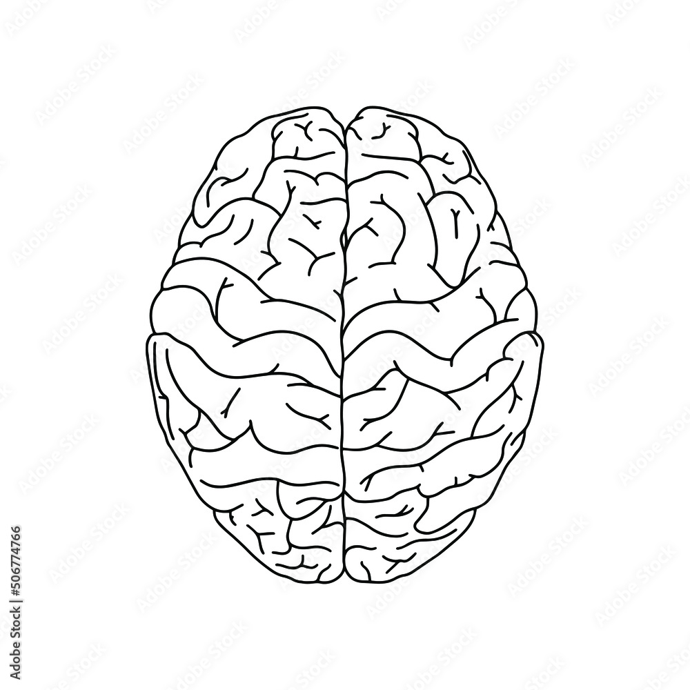 Vector, anatomical human Brain. Realistic Brain illustration isolated ...