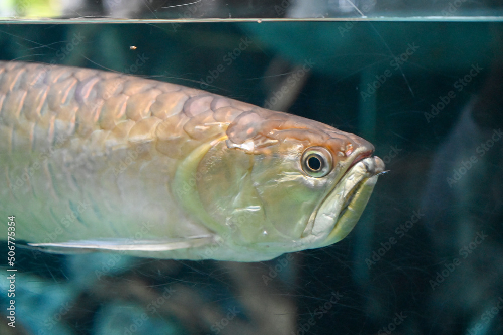 Arapaima gigas Fish also known as pirarucu swimming in fish tank ...