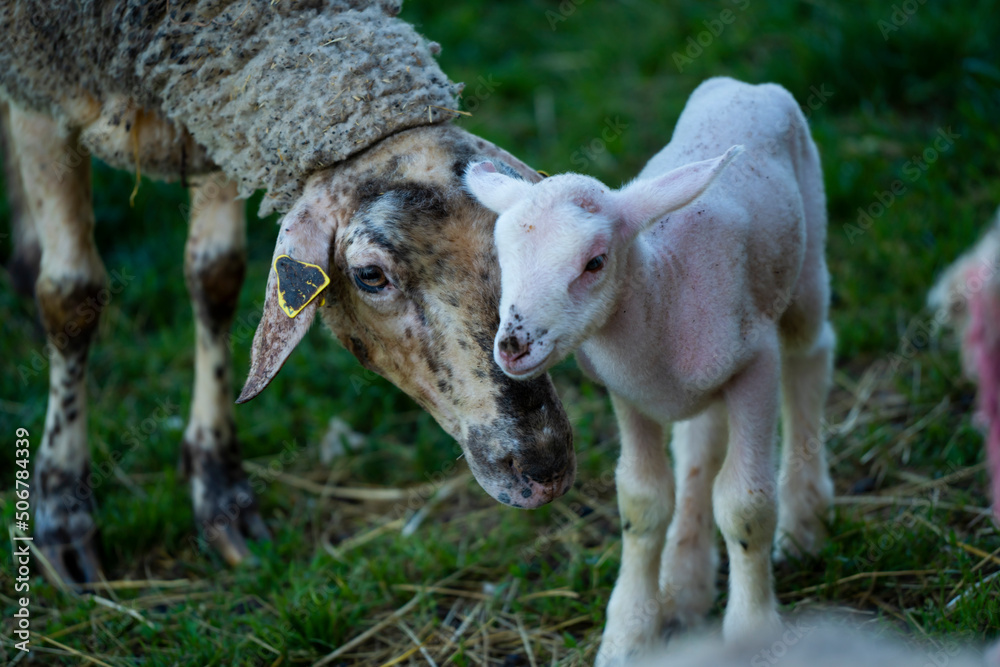 Texel Cross Ewe, a female sheep with her newborn lamb. A tender moment ...