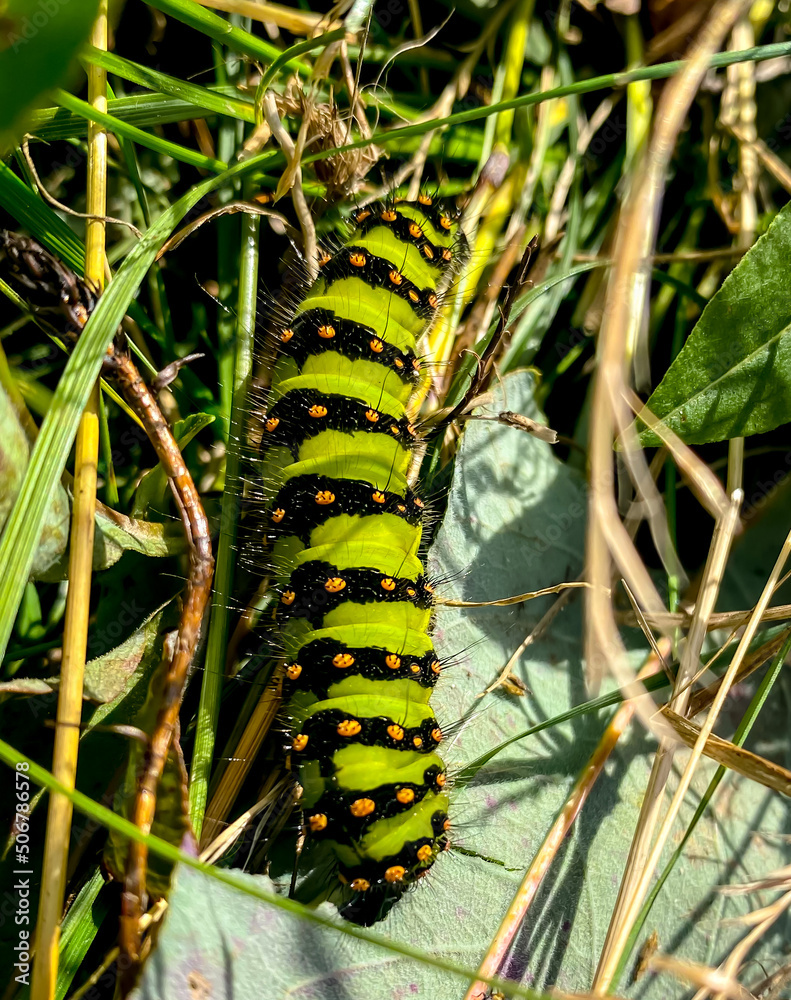 Emperor moth Caterpillar (Larvae) - Saturnia pavonia, walking in the ...