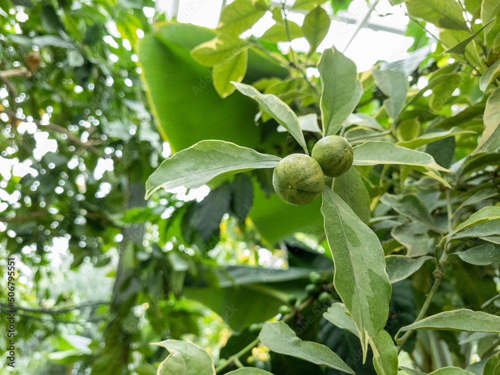 Filipino Fruit Trees