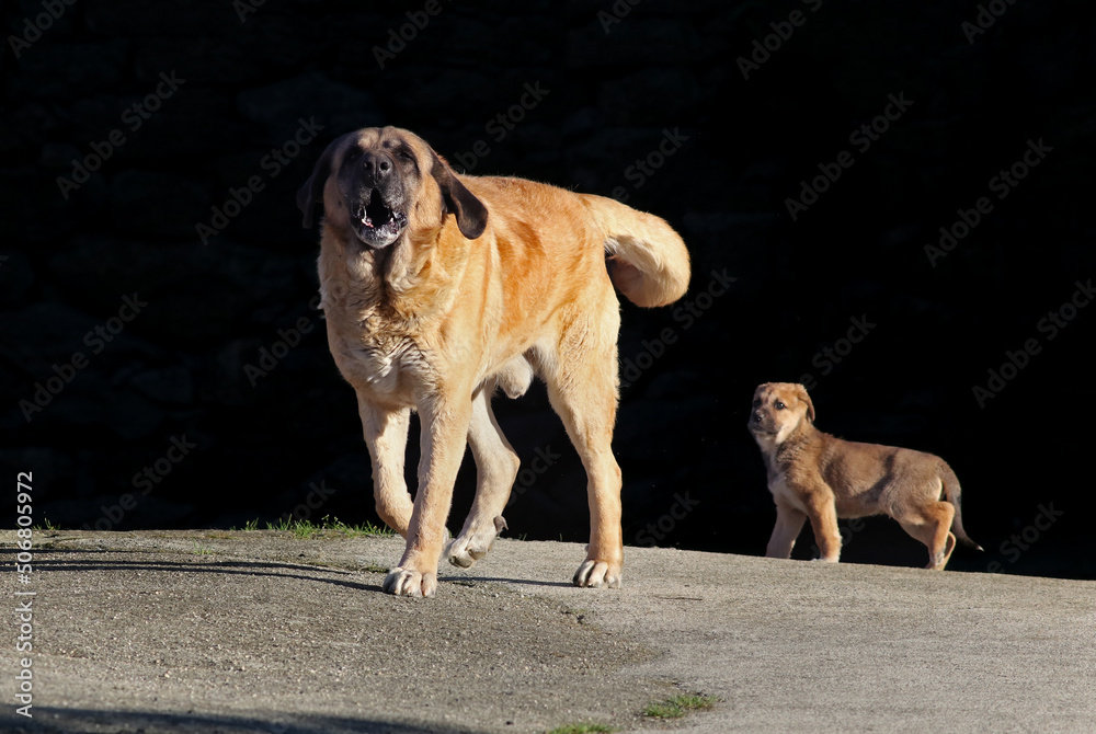 Are Mastiff Dogs Aggressive