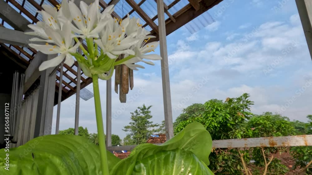 The august lily flower plant or Hosta plantaginea has thin straight ...