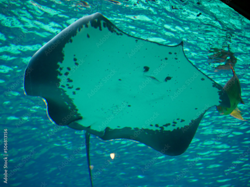 Giant Freshwater Stingray swimming in Big Water Tank in Aquarium Stock ...