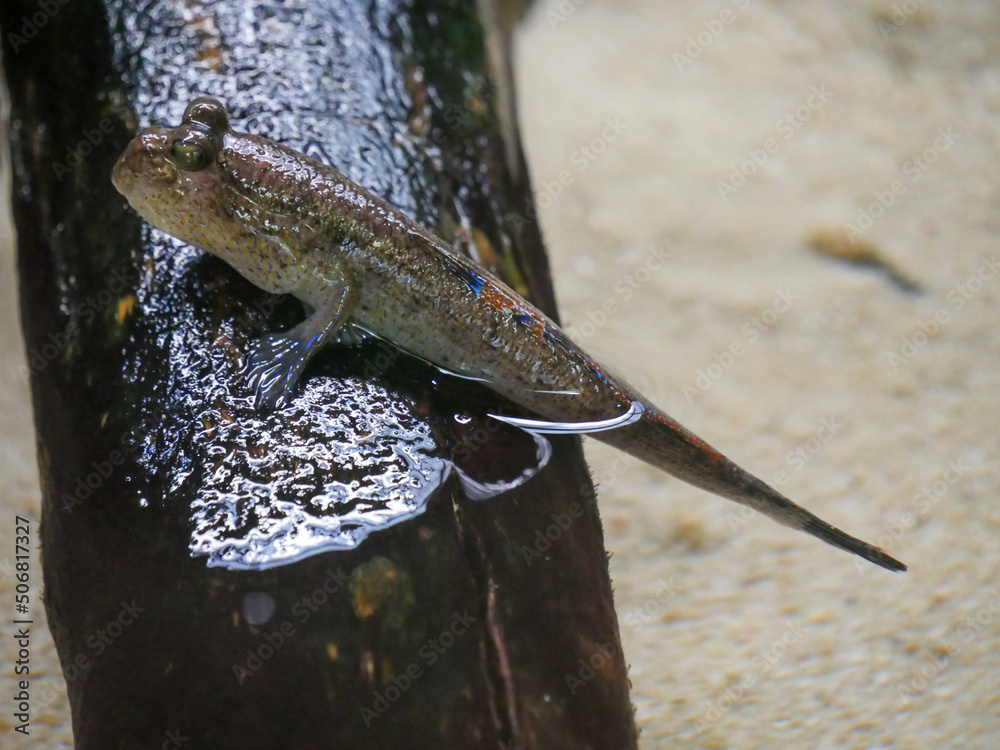 Mudskipper fish are amphibious fish. They are known for their unusual ...