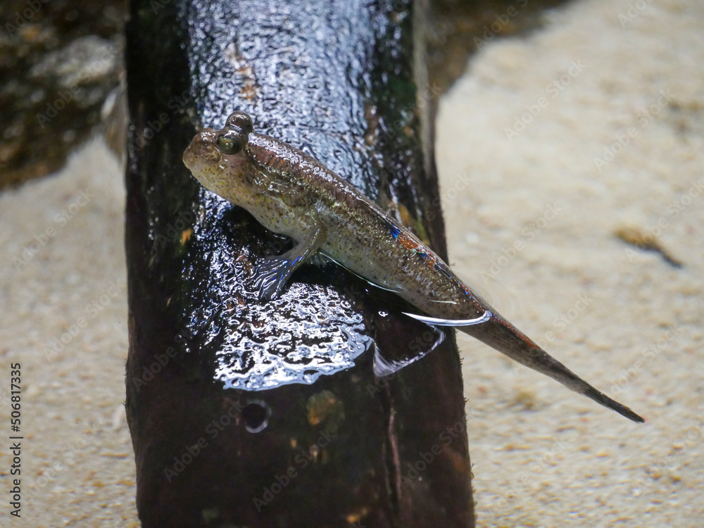 Mudskipper fish are amphibious fish. They are known for their unusual ...