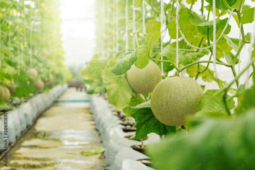 Young melons growing supported by string melon nets in greenhouse ...