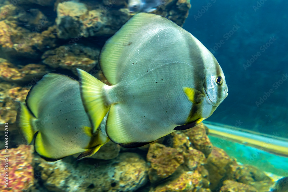 Fotka „Angel fish long tail swimming in aquarium. This fish usually ...