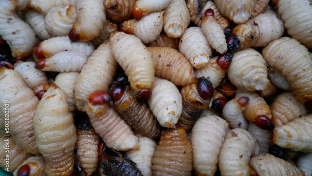 Close up Coconut beetle worm,Coconut beetle worm have beetle larvae and ...