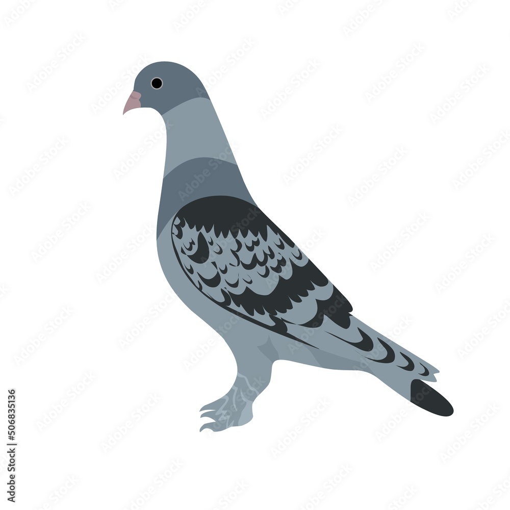 Vector illustration of a racing pigeon on a white background. Perfect ...