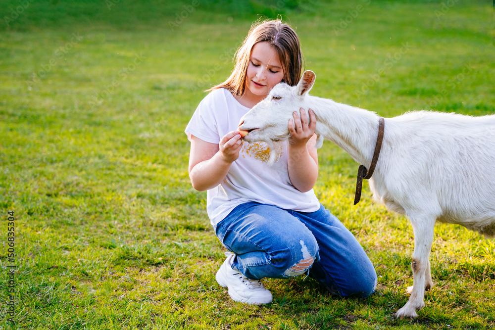 Funny white purebred goat on the goat farm. Agrotourism. Farm domestic ...