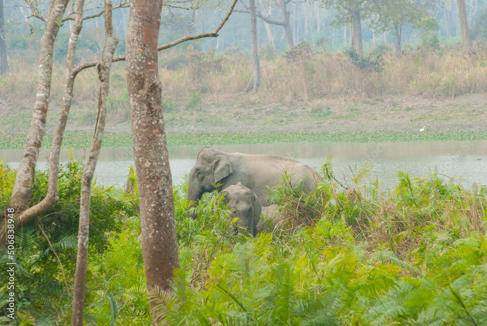 Female Indian elephant with a baby elephant near the river in Kaziranga ...