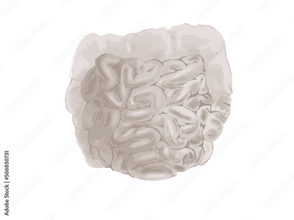 hand drawn digestive system vector illustration, retro sketch, science ...