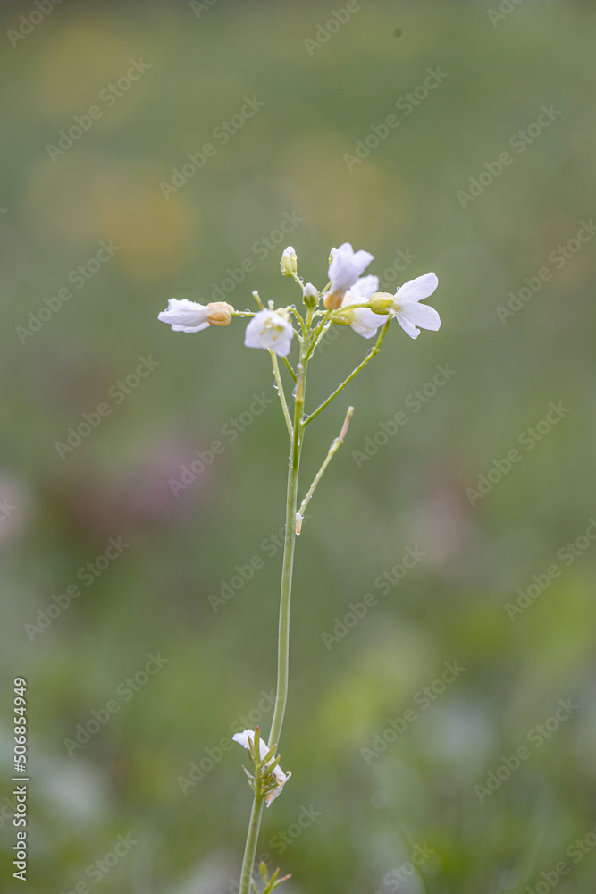 Flowers in capsules of Silene vulgaris or Claquet (Caryophyllaceae ...