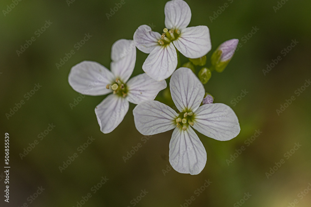 Flowers in capsules of Silene vulgaris or Claquet (Caryophyllaceae ...