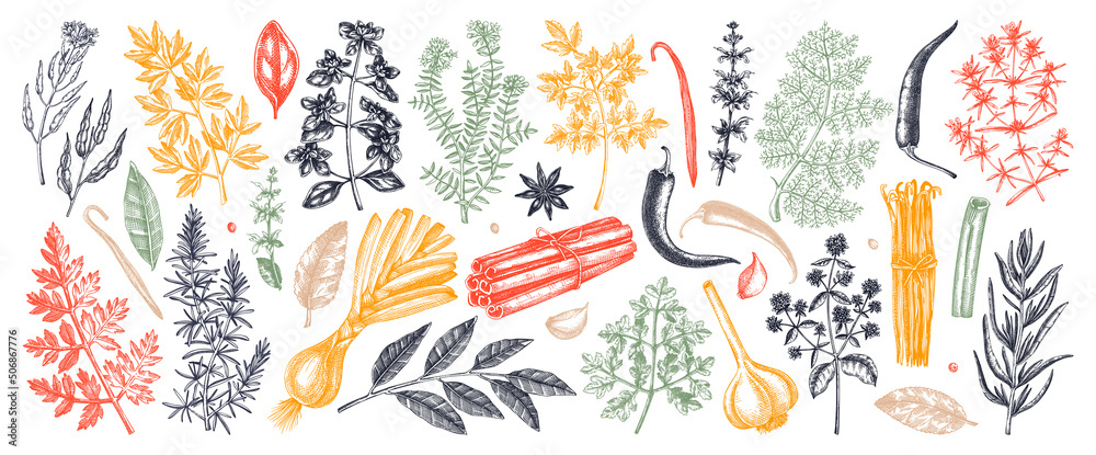 Hand-drawn herbs and spices sketches collection. Hand sketched food ...