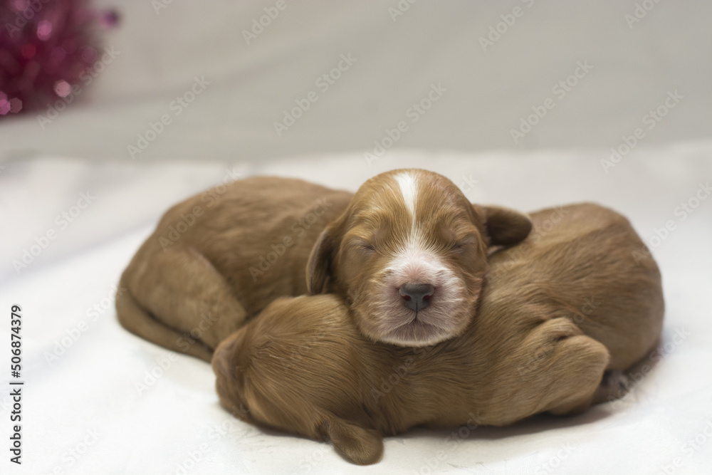 One-week-old puppies. Puppy sleeping. Born puppies. Eyes closed. Puppy ...