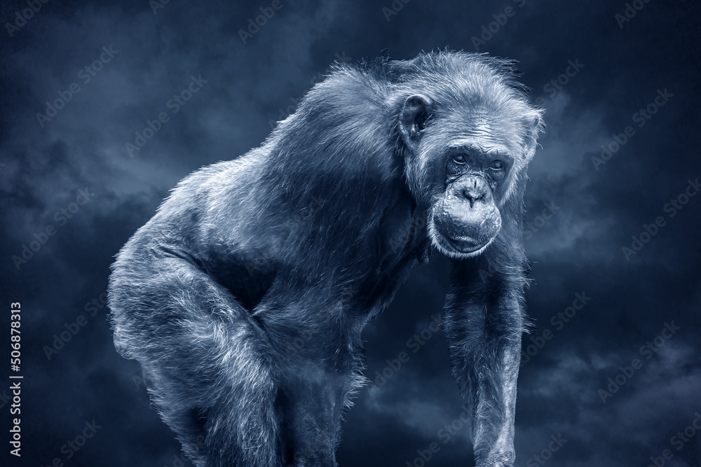 The new pandemic is monkeypox. A dangerous infection is spreading all ...