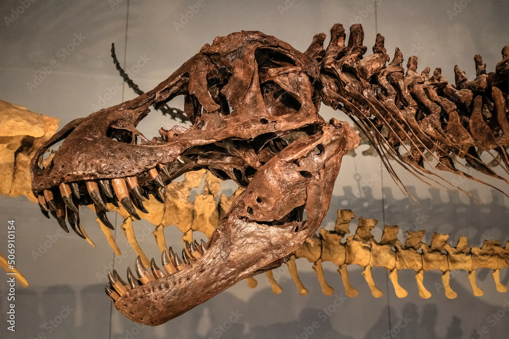 Fukui, Japan - February 22 2016: Tyrannosaurus Rex skeleton fossil at ...