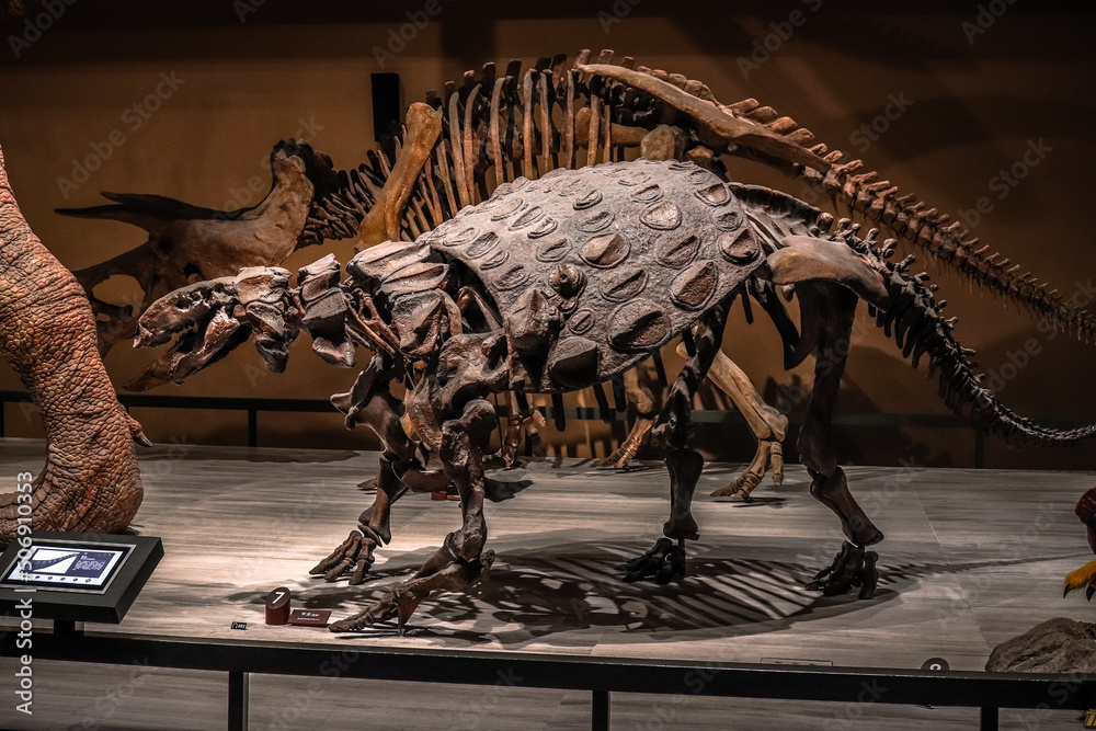 Shanghai, China - April 13 2018: fossil skeleton of Ankylosaurus a ...