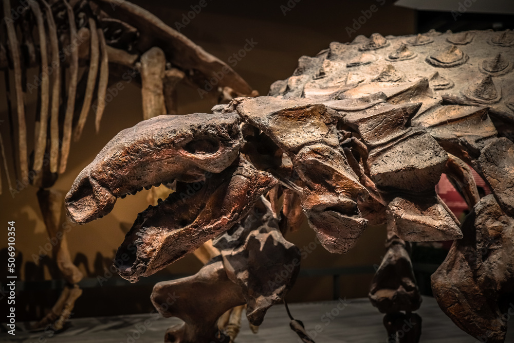 Shanghai, China - April 15 2018: fossil skeleton of Ankylosaurus a ...