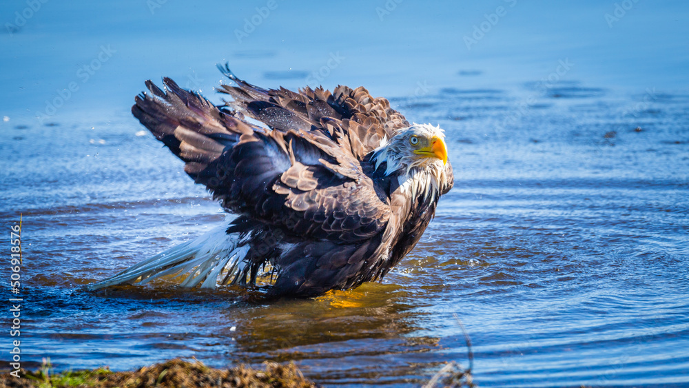 Bald Eagle (Haliaeetus leucocephalus) taking a bath in a river in ...