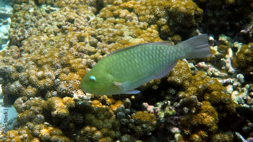 Underwater video of violet-lined parrotfish or scarus globiceps ...
