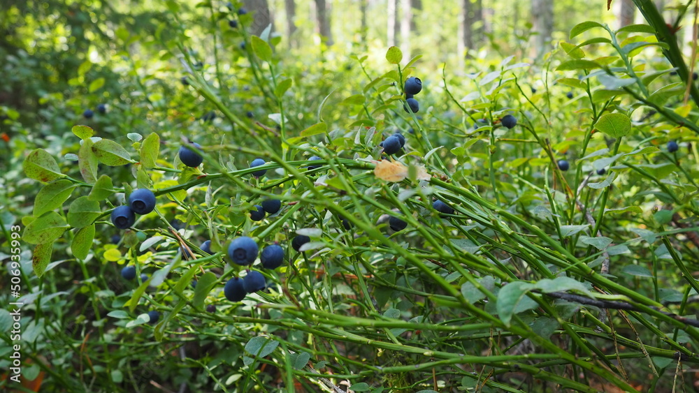 Blueberry, or Blueberry myrtle Vaccinium myrtillus, a low-growing shrub ...