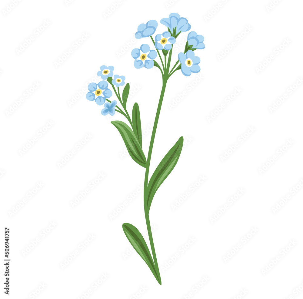 Forget-me-not wild flower, Myosotis Sylvatica plant. Botanical vector ...