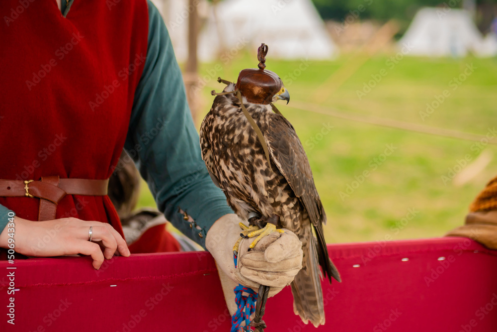 Trained falcon with leather head cover sitting on woman hand at summer ...