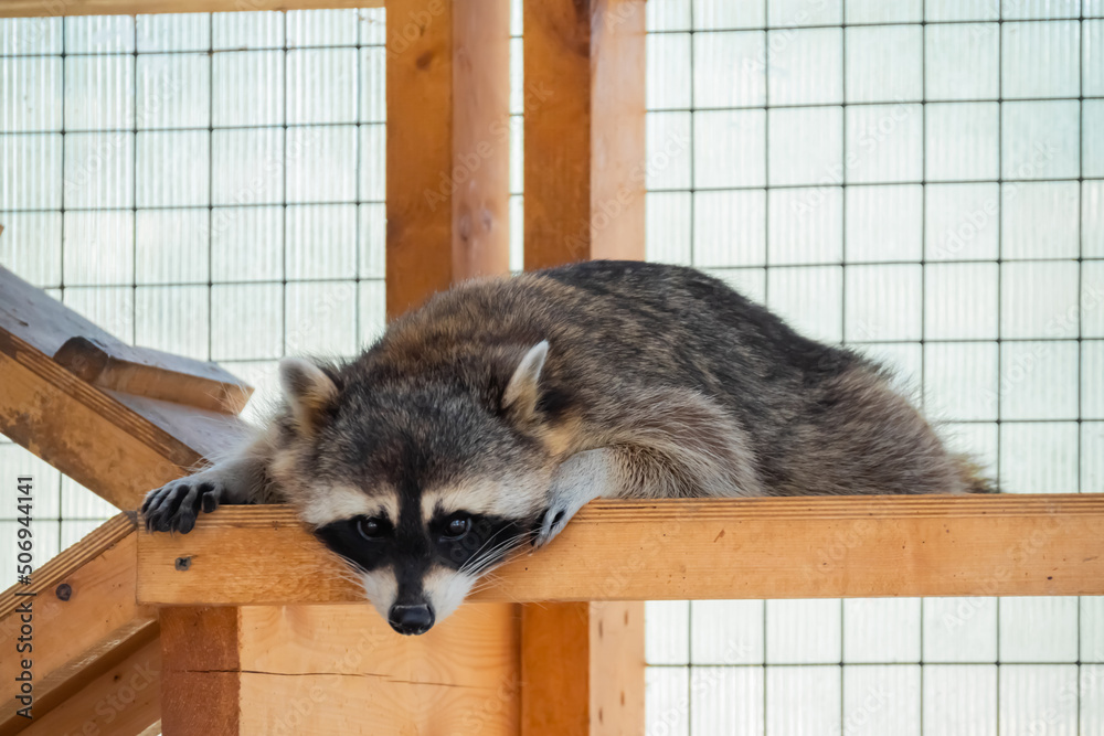 Cute sad raccoon resting and lying in cage at zoo, farm - close up ...