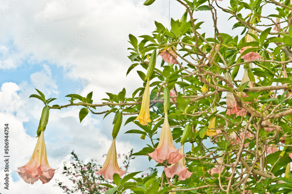 front view, medium distance of a tropical, flowering tree with the ...