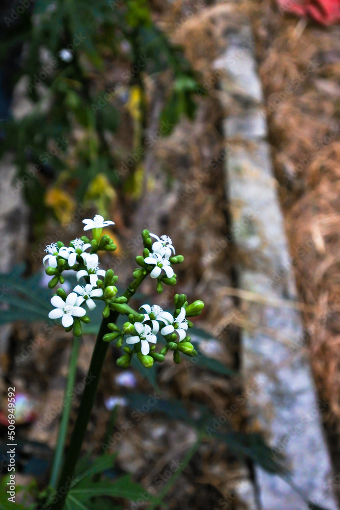 blooming and bud flowers of the Cabbage-star, Treadsoftly (Cnidoscolus ...