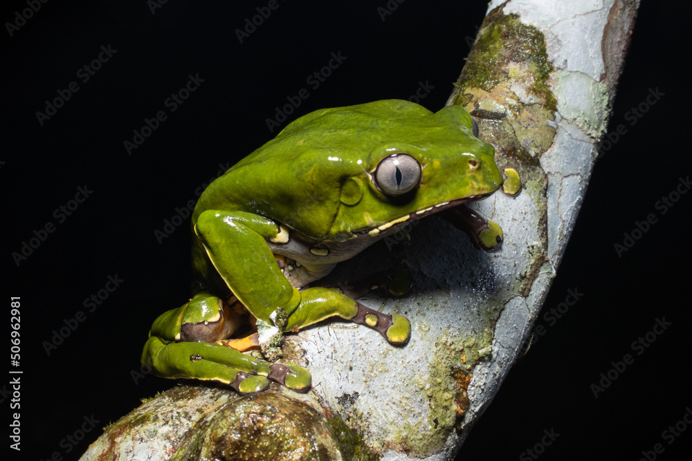 The Kambo frog secretes a highly toxic substance to defend itself ...