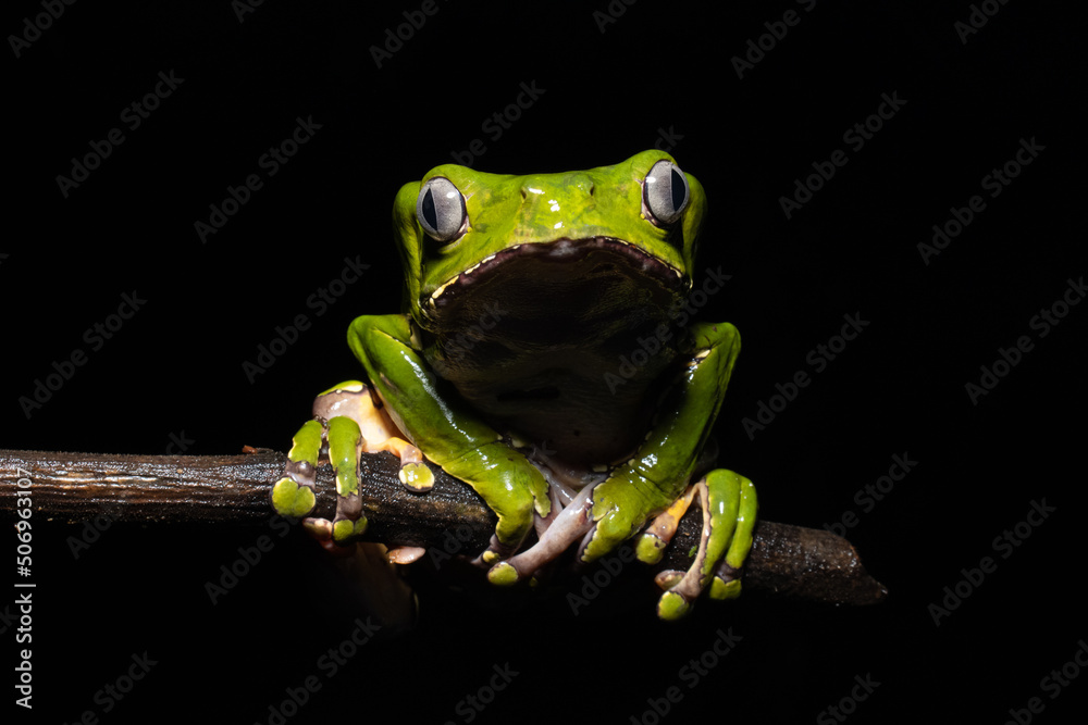 The Kambo frog secretes a highly toxic substance to defend itself ...