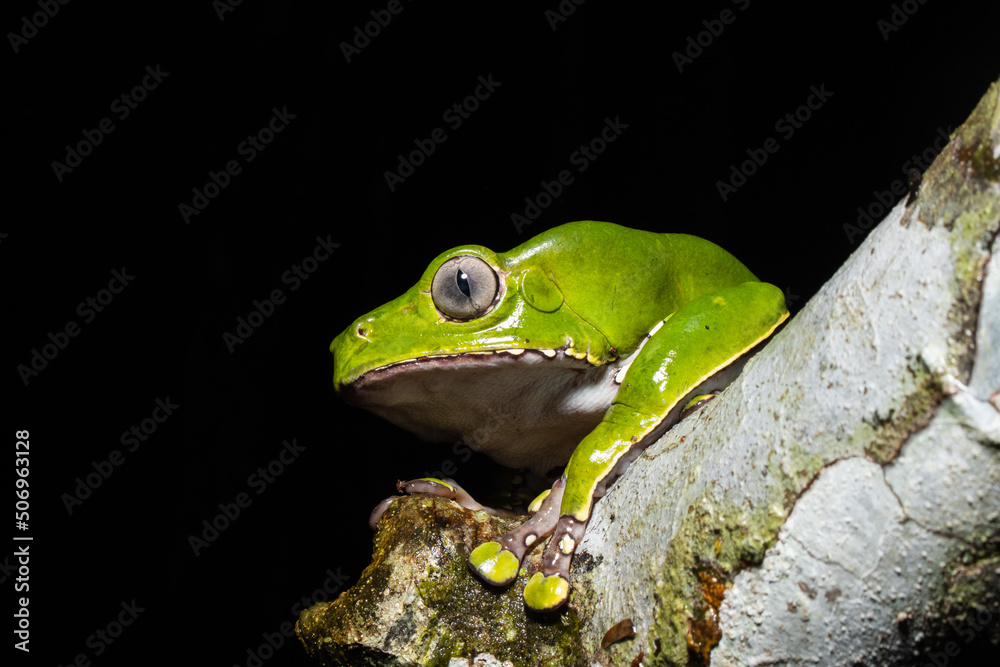 The Kambo frog secretes a highly toxic substance to defend itself ...