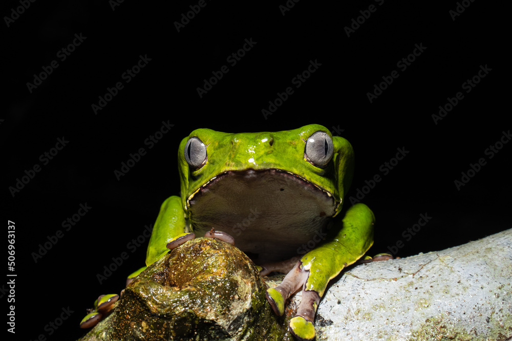 The Kambo frog secretes a highly toxic substance to defend itself ...