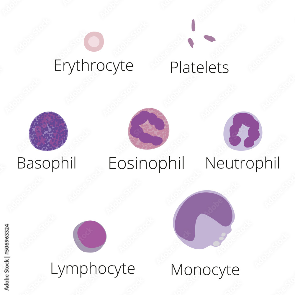 Blood cells flat vector illustration diagram with all types of cells ...