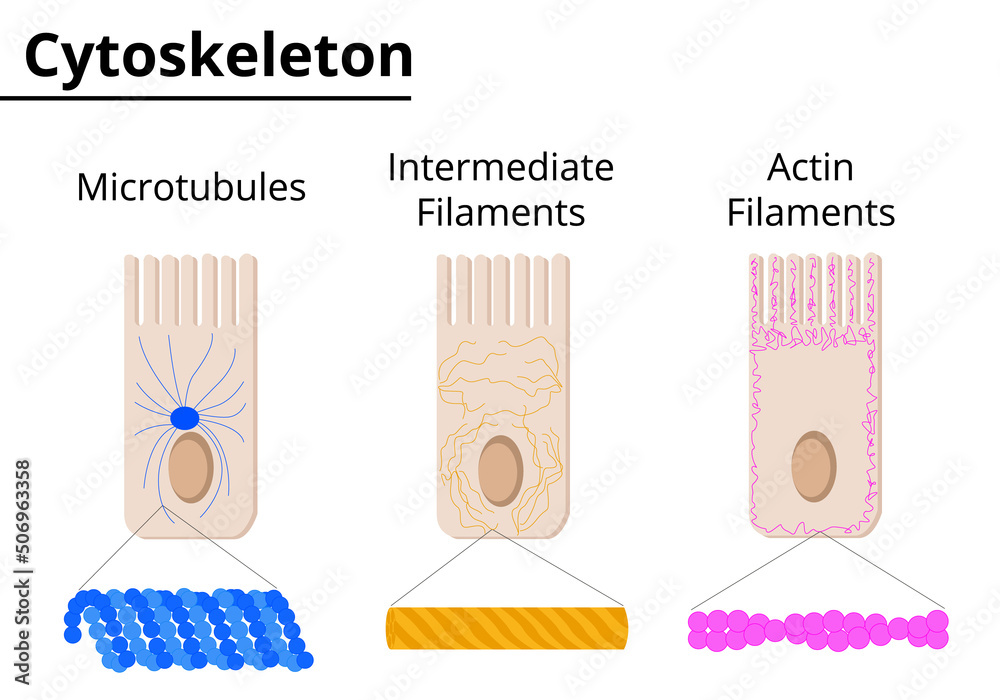 Intermediate Filaments