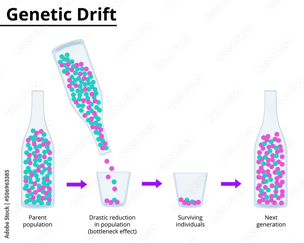 Genetic Drift
