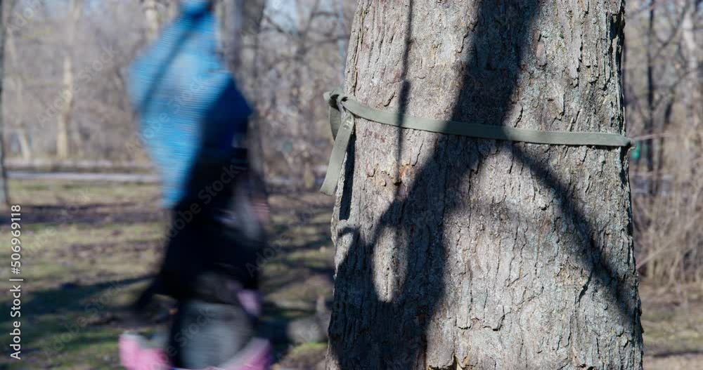 American pit bull terrier jumps to capture projectile hanging on bare ...